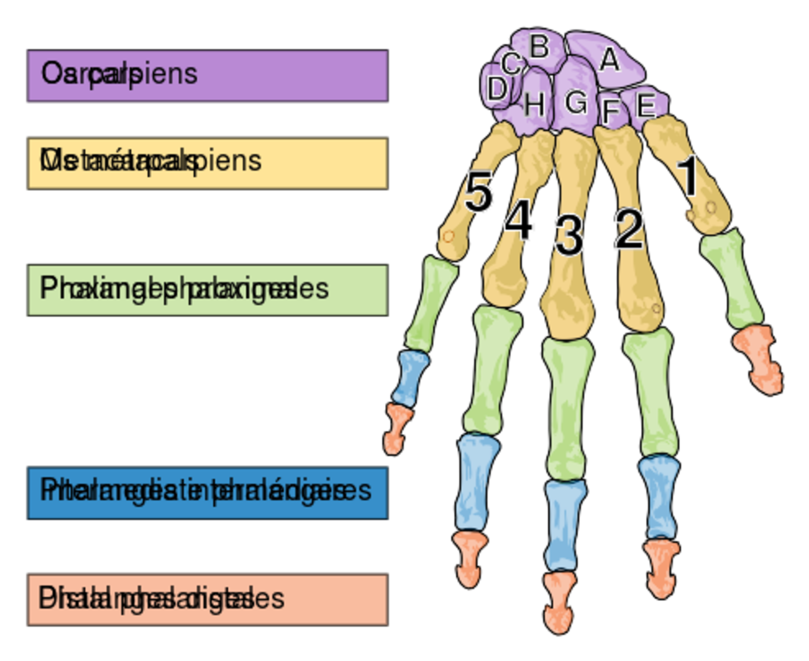Prothèse de main — Wikifab